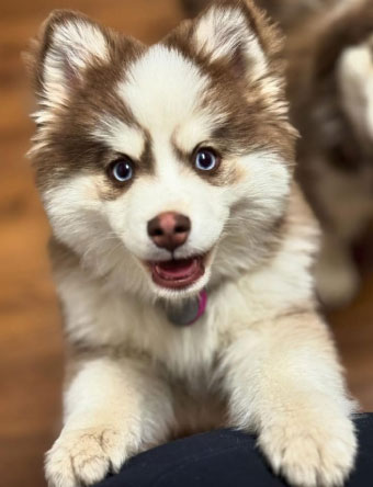 Pomsky - Venta de perros, Venta de cachorros en medellin