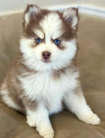 Cuanto Cuesta Pomsky