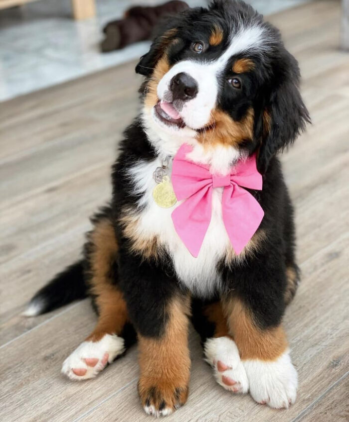 venta cachorros Bernés De La Montaña - Venta de perros, Venta de ...